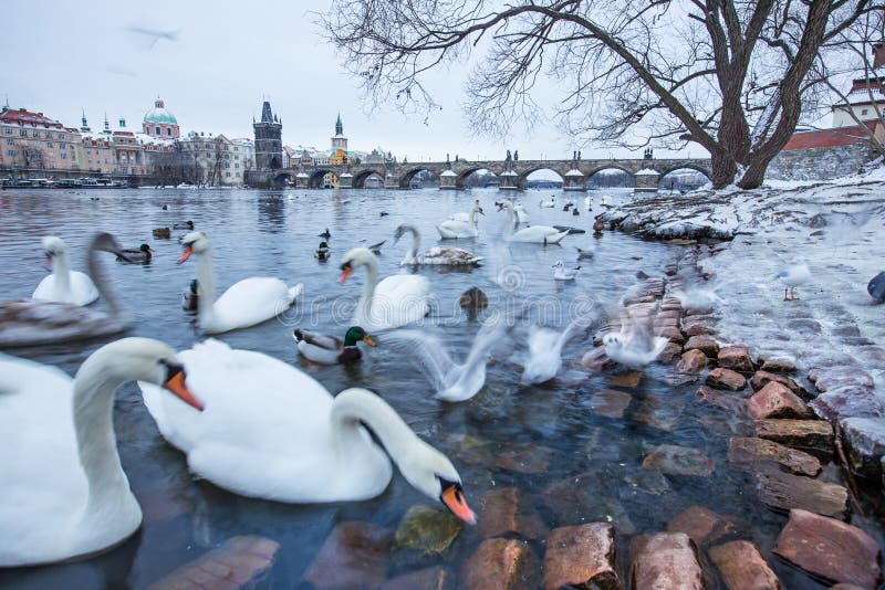 Swans, Ducks and Gulls in the River of Vltava during Winter. Stock ...