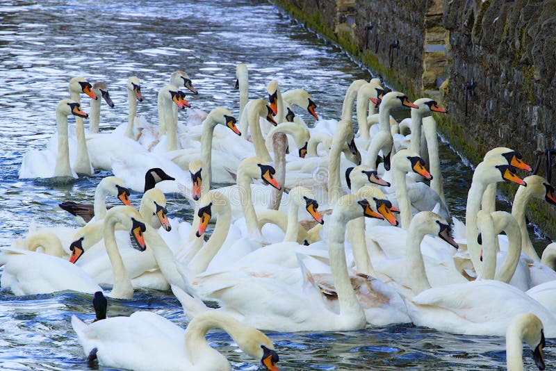 Swans , England stock image. Image of flight, windsor - 70735069