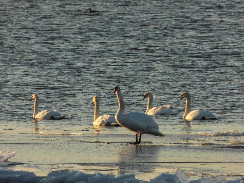 Swans stock image. Image of peaceful, time, animals, beauty - 96314281