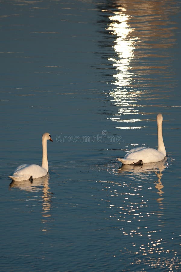 Swans stock image. Image of pure, shore, calm, peace - 86771025