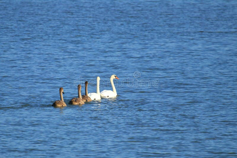 Swans family on the lake stock photo. Image of flock - 194943194