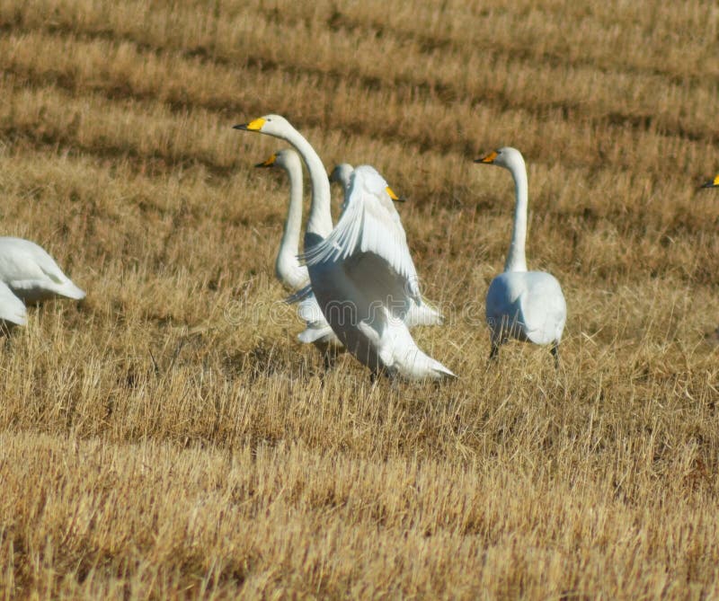 Swans on field stock photo. Image of wildlife, bird - 107255654