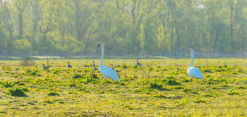 Swans in a Field at Sunrise Stock Photo - Image of oostvaardersplassen ...