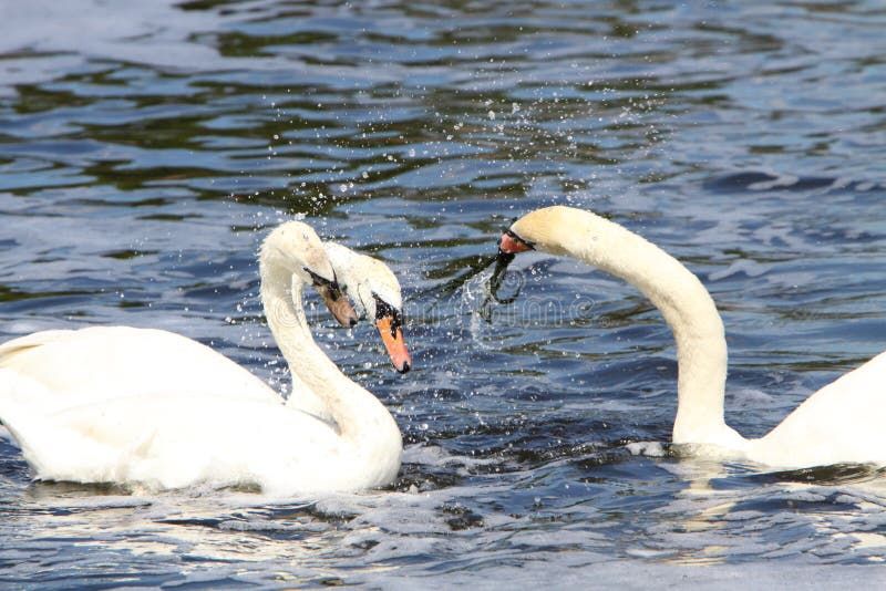 Swans fighting stock photo. Image of river, water, fighting - 14573398