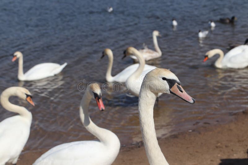 Swans. stock image. Image of lake, swan, shore, waterfowl - 178582997