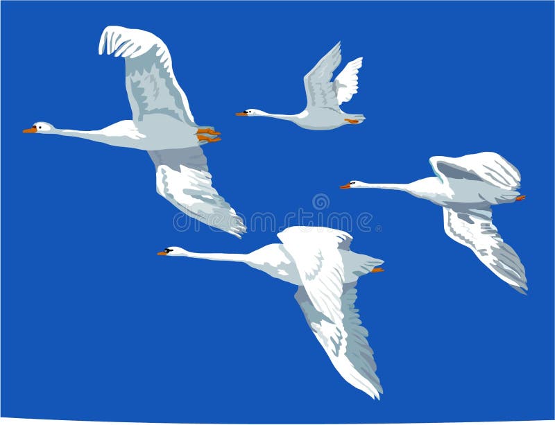 Swans on flight stock illustration. Illustration of wings - 231544