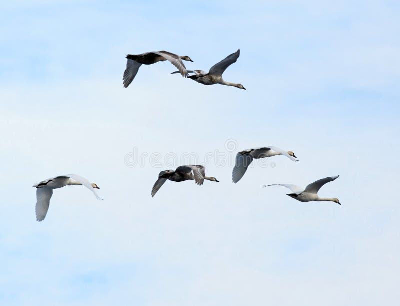Swans In Flight Picture. Image: 7720232