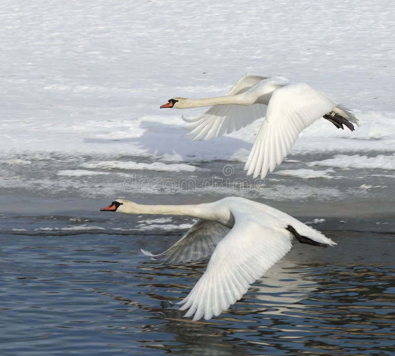 Swans in flight stock image. Image of life, flying, flight - 7720595