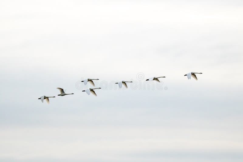 Swans in Flight stock photo. Image of wildlife, flight - 160759552