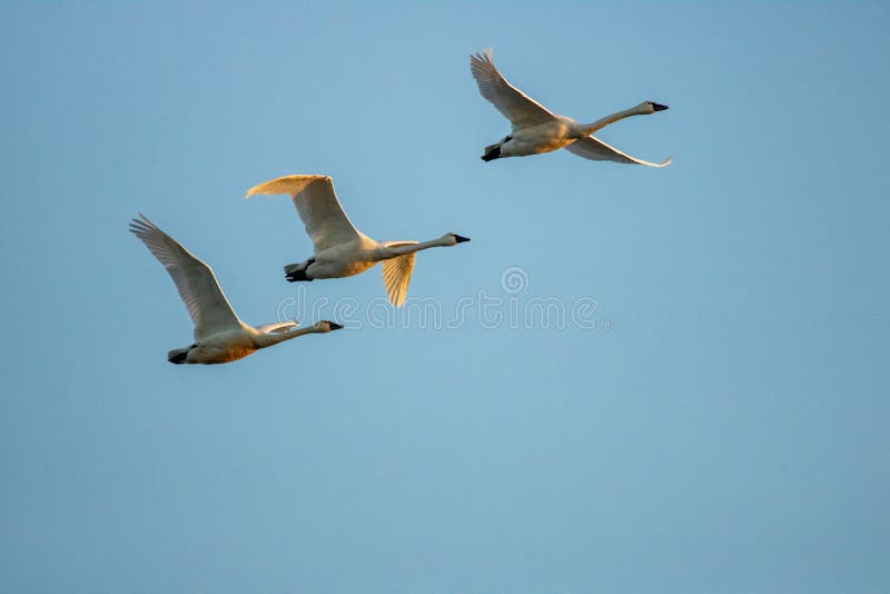 Swans in flight at Sunset stock image. Image of wings - 162440323