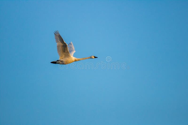 Swans in flight at Sunset stock photo. Image of sunset - 162440476