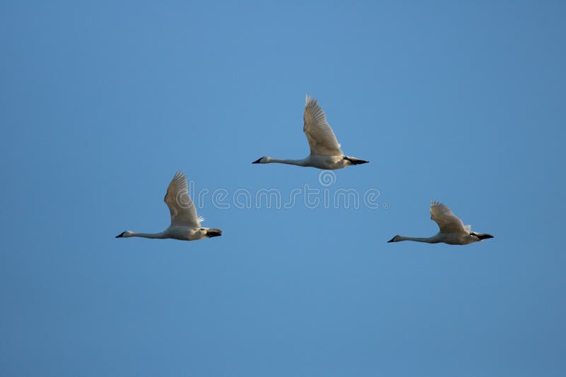 Swans in flight at Sunset stock photo. Image of migration - 162440640