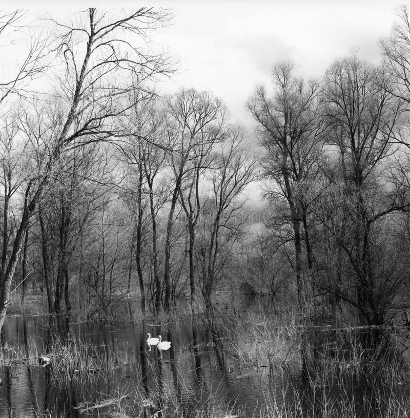 Black Swan Film Pictures Stock Photos - Free & Royalty-Free Stock ...