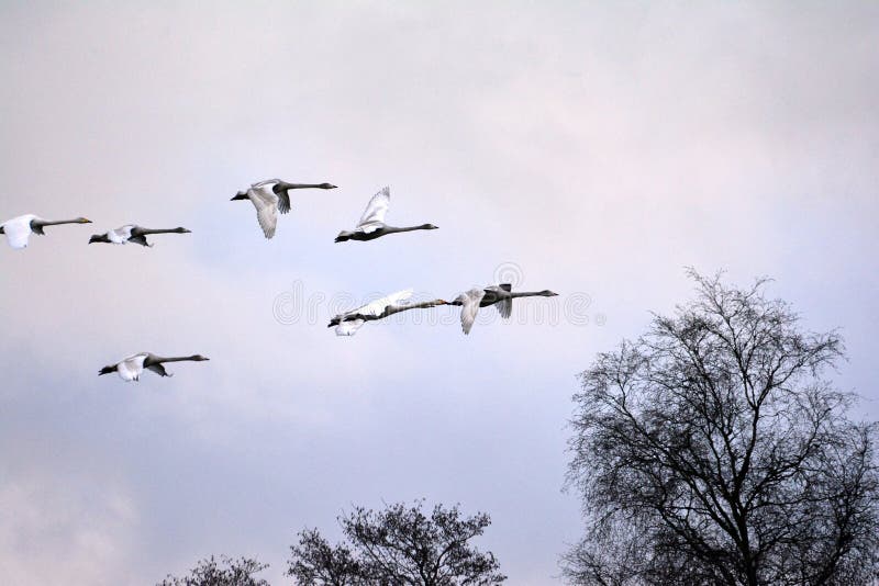 Flying home stock image. Image of aerospace, 30th, 21st - 84412927