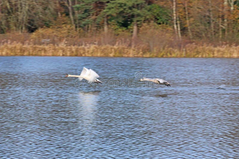 Swans Flying at Stover Lake in Autumn Stock Photo - Image of wild ...