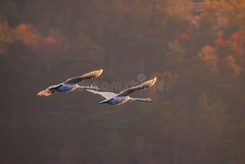 Pair of Swans Flying into the Sunset Stock Image - Image of swan ...