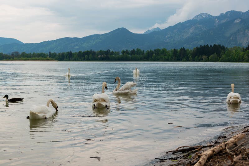 Swans in Forggensee Lake in Fussen Stock Image - Image of hiking ...
