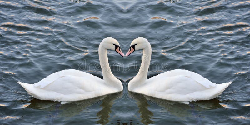 Swans forming a heart stock photo. Image of orlando, bird - 84585128