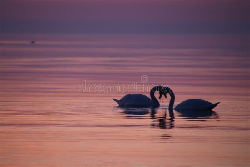 Swans Forming a Heart in the Sunset Stock Photo - Image of february ...