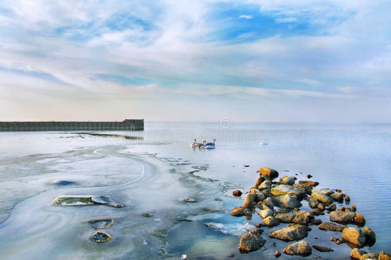 Swans on the Frozen Bay, Sea Stock Image - Image of blue, water: 152959045