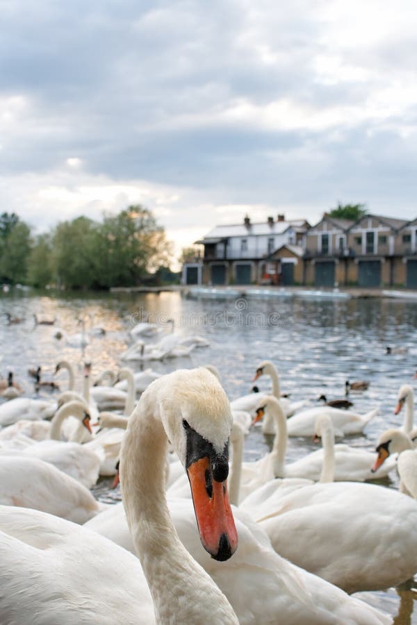 Swans group stock image. Image of mute, nature, crowd - 14685039