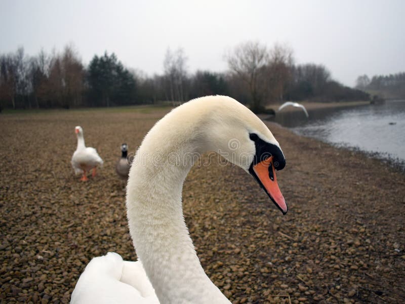 Two Swans with Head Under Water Stock Photo - Image of beautiful, grace ...