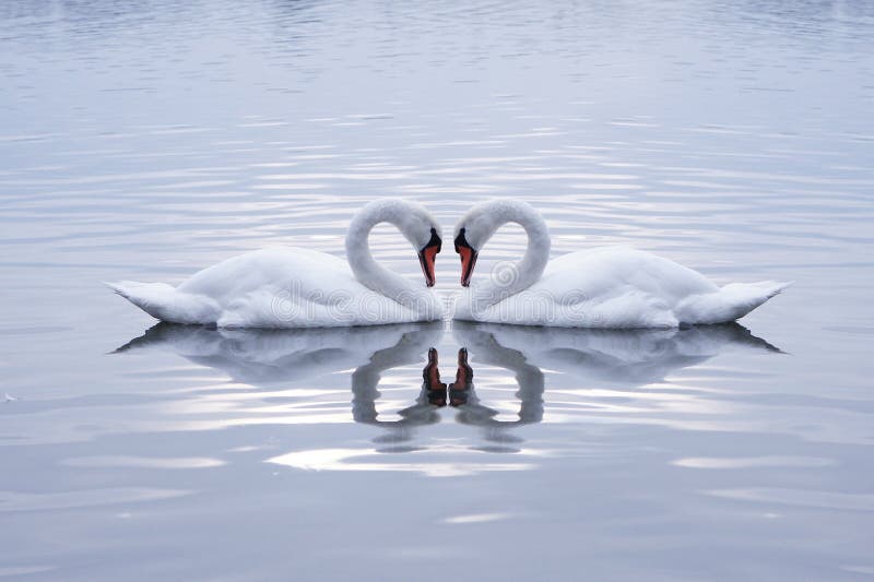 Love swans heart stock image. Image of romance, birds - 32851715