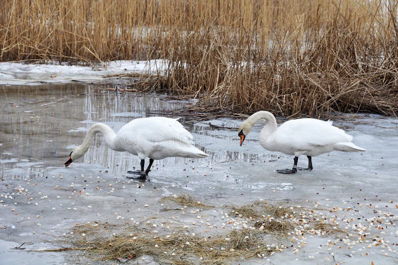 Swans on ice stock photo. Image of lake, beak, bird, outdoors - 62022826