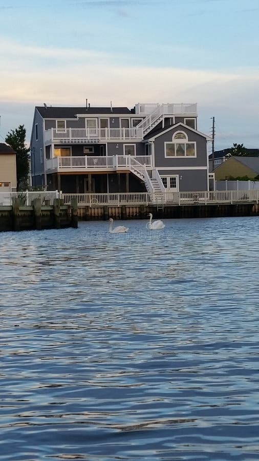 Swans in lagoon stock image. Image of water, jersey, lagoon - 78296533