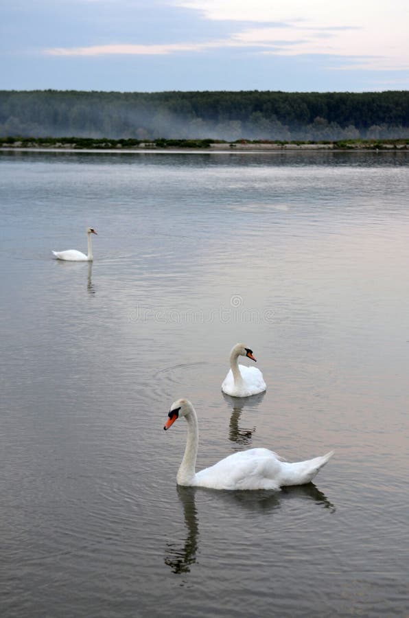 Swans in the lake stock photo. Image of amorous, twain - 20159992