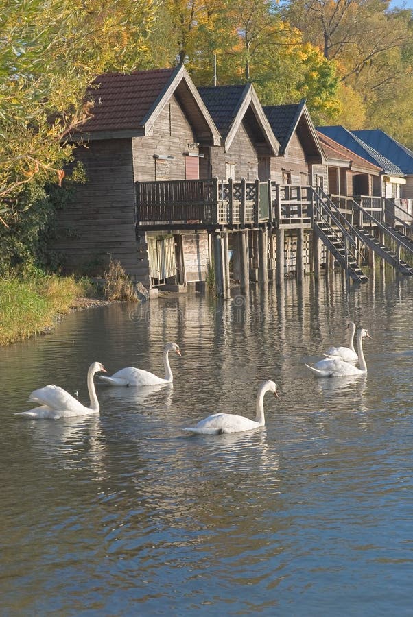 Swans on Lake Ammer stock photo. Image of european, outdoors - 28584482