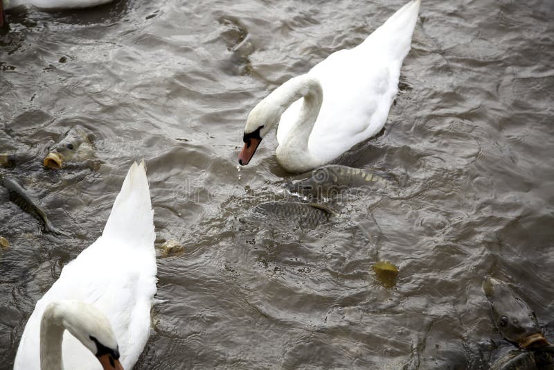 Swan and fish stock image. Image of park, dirty, eyes - 33154217