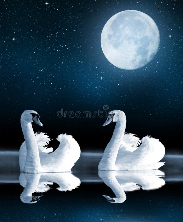 Moonlight Swan Stock Photos - Free & Royalty-Free Stock Photos from ...