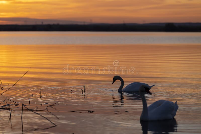 Swans on the Lake during Sunset Stock Image - Image of beauty, sundown ...