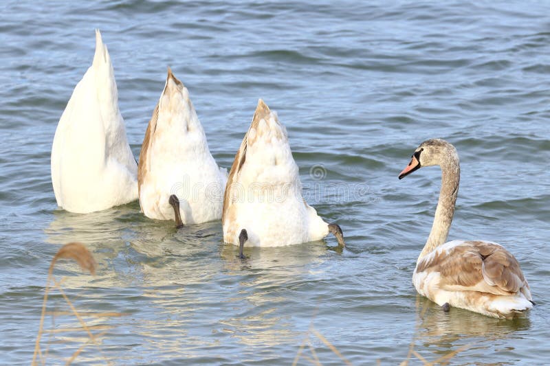 Swans on the lake stock photo. Image of birds, ornithology - 237260022