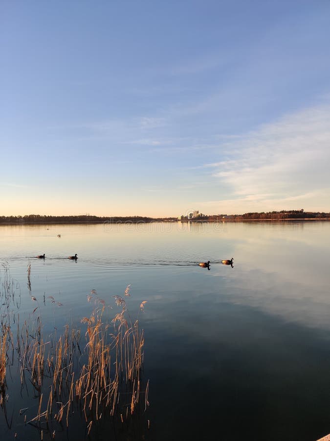 Swans on late January stock image. Image of cloud, skyscraper - 246829603