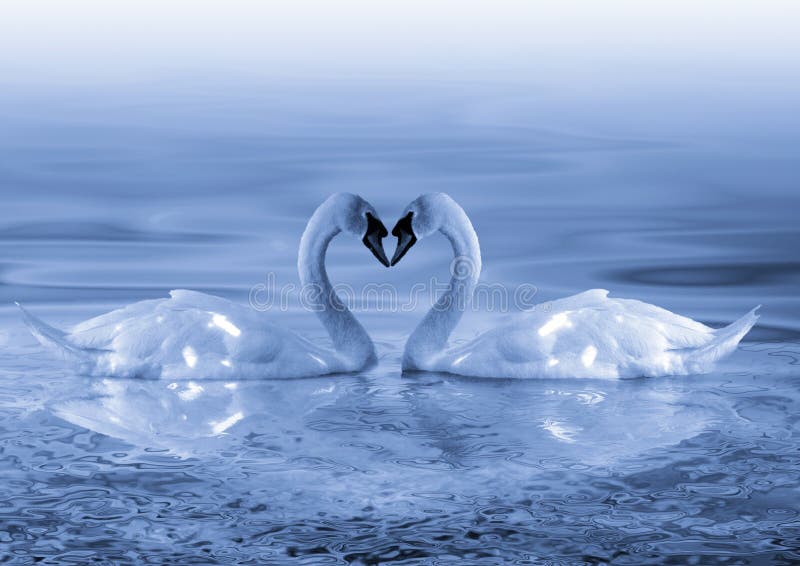 Love swans heart stock image. Image of romance, birds - 32851715