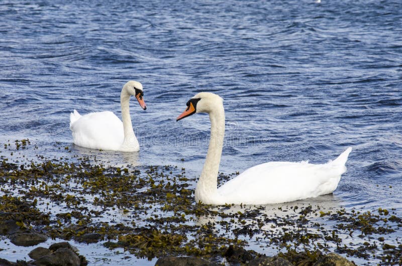 Swans in love stock image. Image of monogamy, nature - 29601123