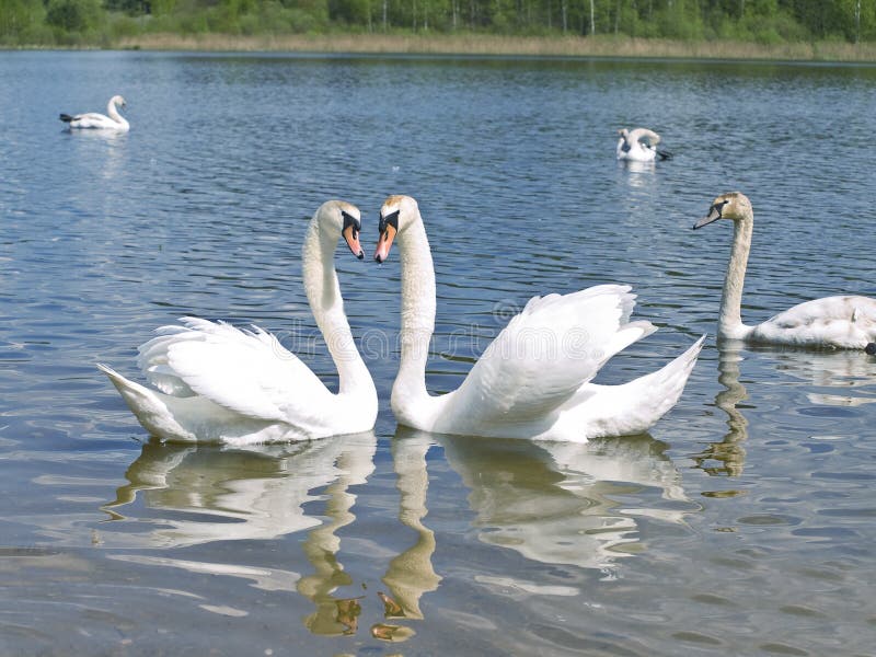 Swans in love stock image. Image of wings, bird, water - 5216405