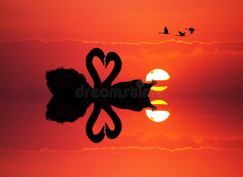 Swans in love at sunset stock illustration. Illustration of beautiful ...