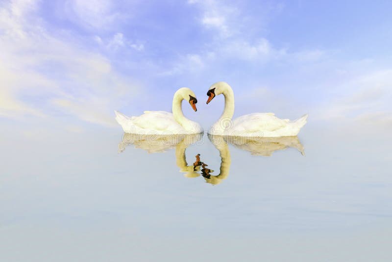 Love swans heart stock image. Image of romance, birds - 32851715
