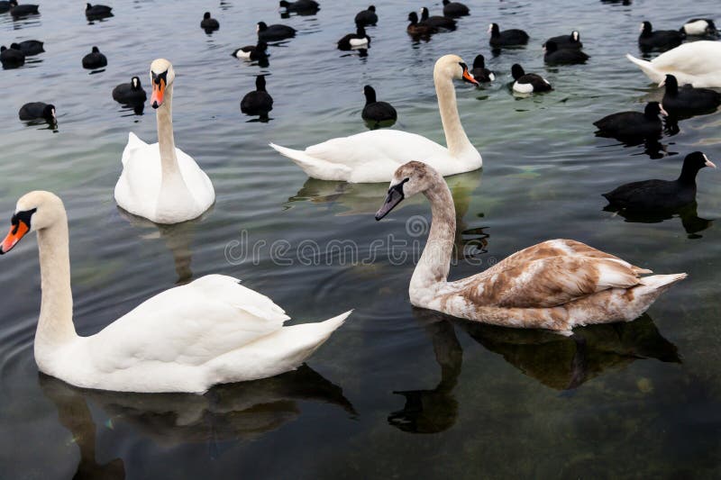 Swans and Many Black Sea Ducks Floating in the Sea Stock Photo - Image ...