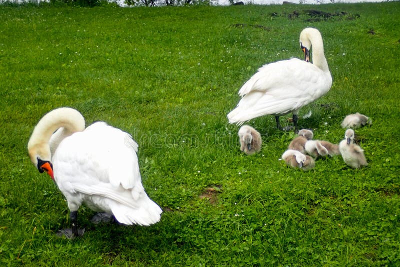Swans on Meadow with Small Swans Stock Image - Image of protection ...