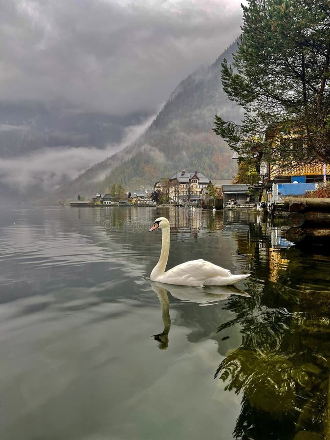 Swans on a mountain lake, stock image. Image of idyllic - 261130875
