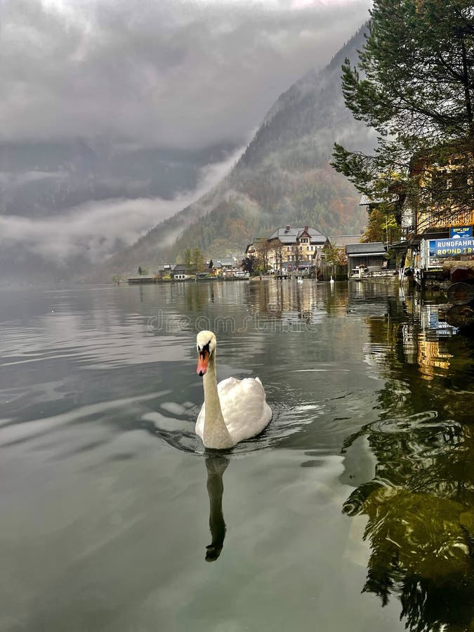 Swans on a mountain lake stock photo. Image of landmark - 261155384