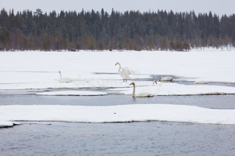Swans on Partially Frozen Lake Stock Image - Image of ornithology ...