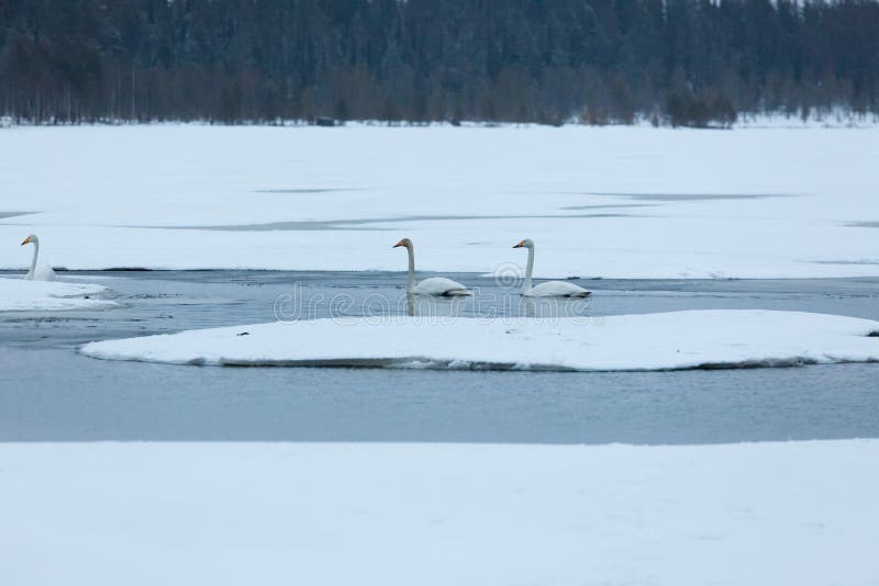 Swans on Partially Frozen Lake Stock Image - Image of water, forest ...