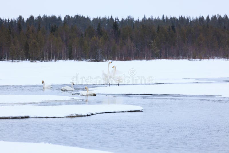 Swans on Partially Frozen Lake Stock Image - Image of beautiful, frozen ...
