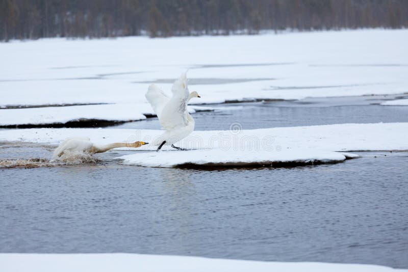 Swans on Partially Frozen Lake Stock Photo - Image of season ...