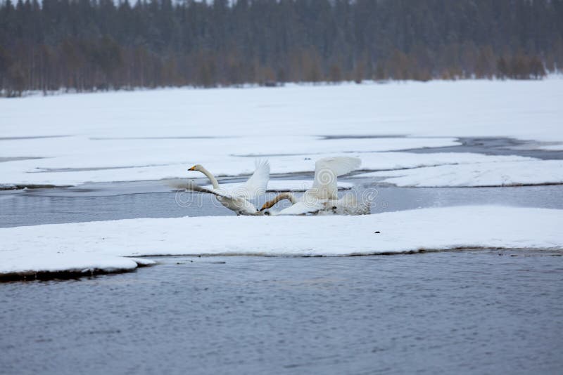 Swans on Partially Frozen Lake Stock Image - Image of finland, beauty ...